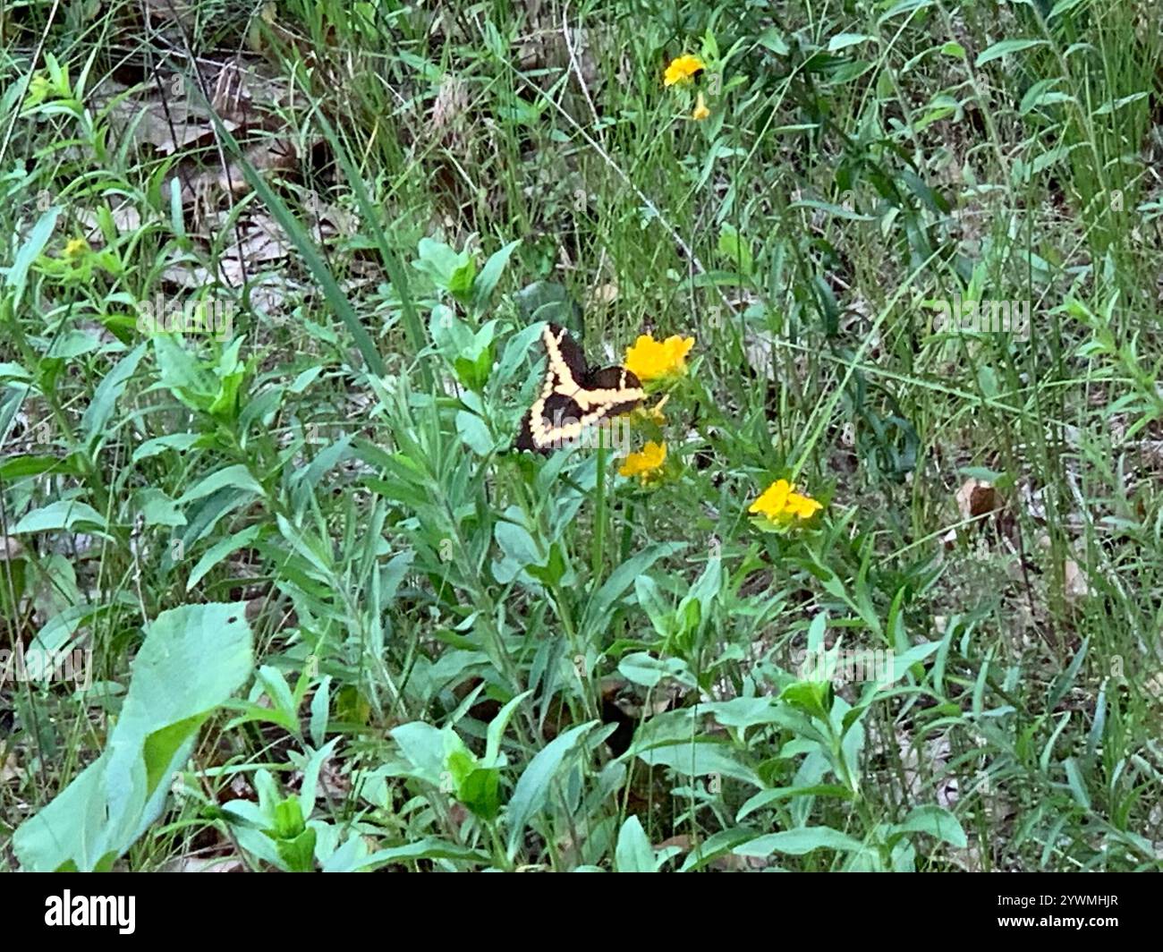 Eastern Giant Swallowtail (Heraclides cresphontes Stock Photo - Alamy