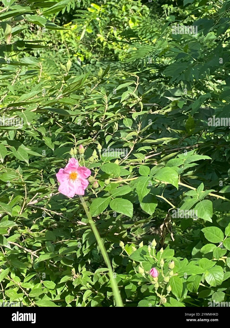 climbing prairie rose (Rosa setigera Stock Photo - Alamy
