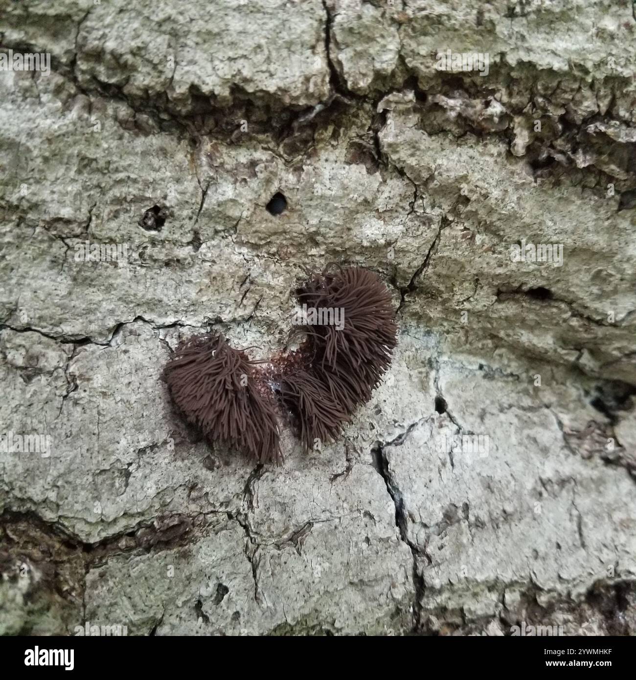Stemonitis splendens hi-res stock photography and images - Alamy
