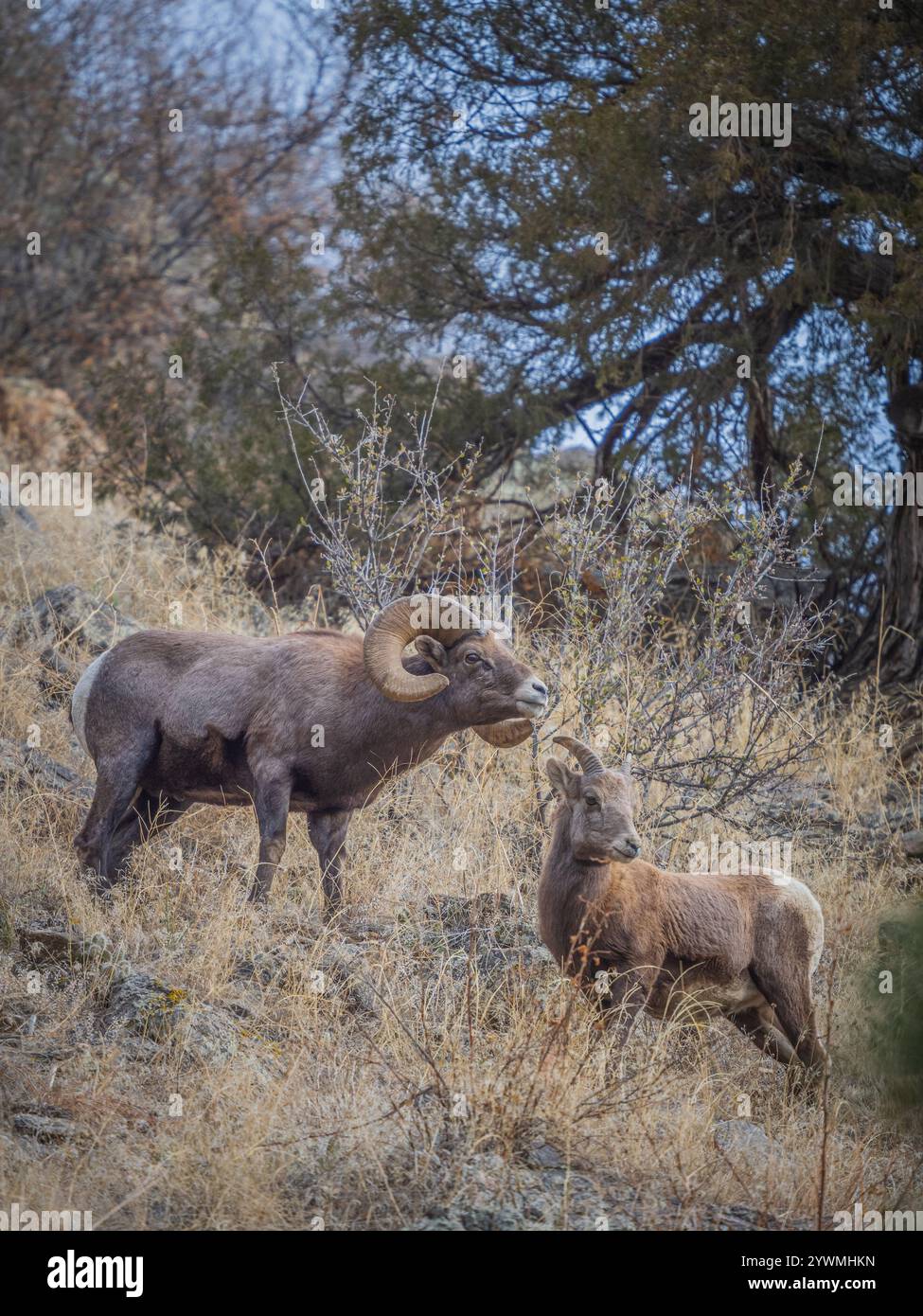 big rocky mountain bighorn sheep ram in the alpine Stock Photo - Alamy