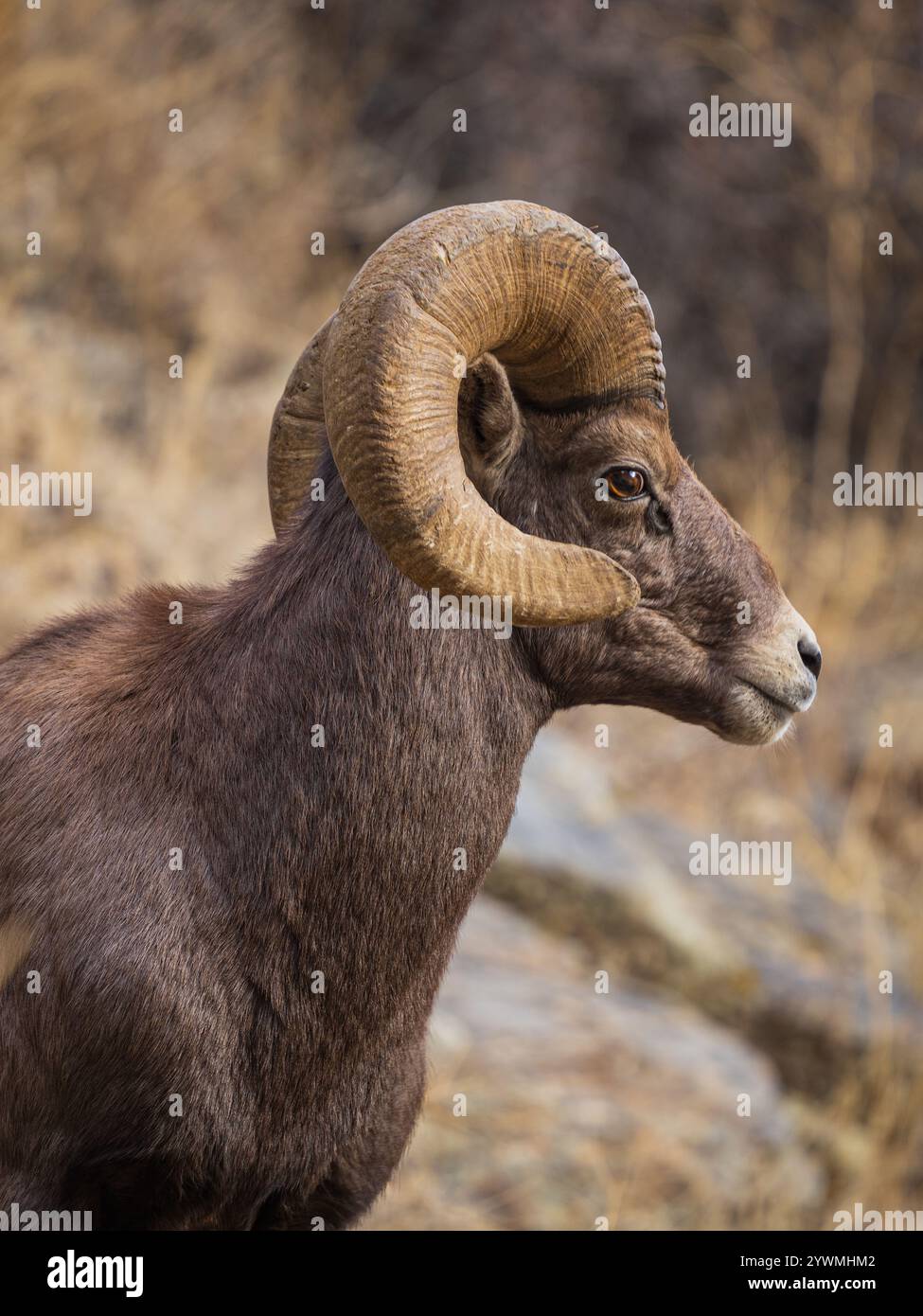 big rocky mountain bighorn sheep ram in the alpine Stock Photo - Alamy