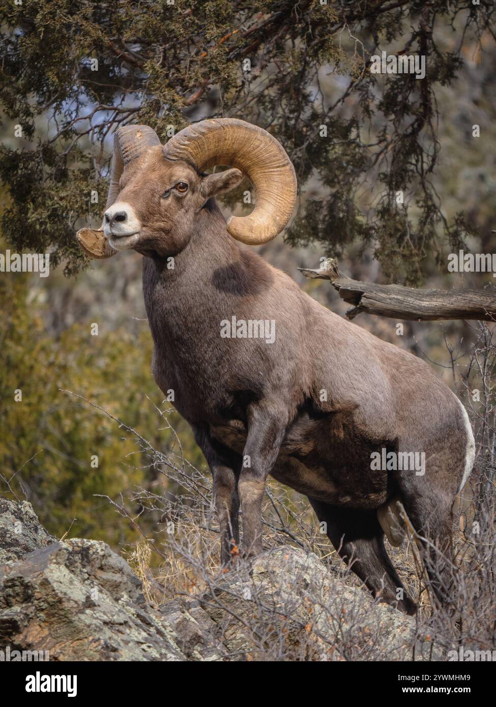 big rocky mountain bighorn sheep ram in the alpine Stock Photo - Alamy