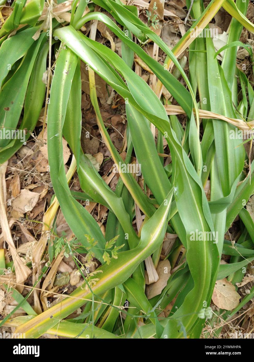 wavy-leafed soap plant (Chlorogalum pomeridianum Stock Photo - Alamy