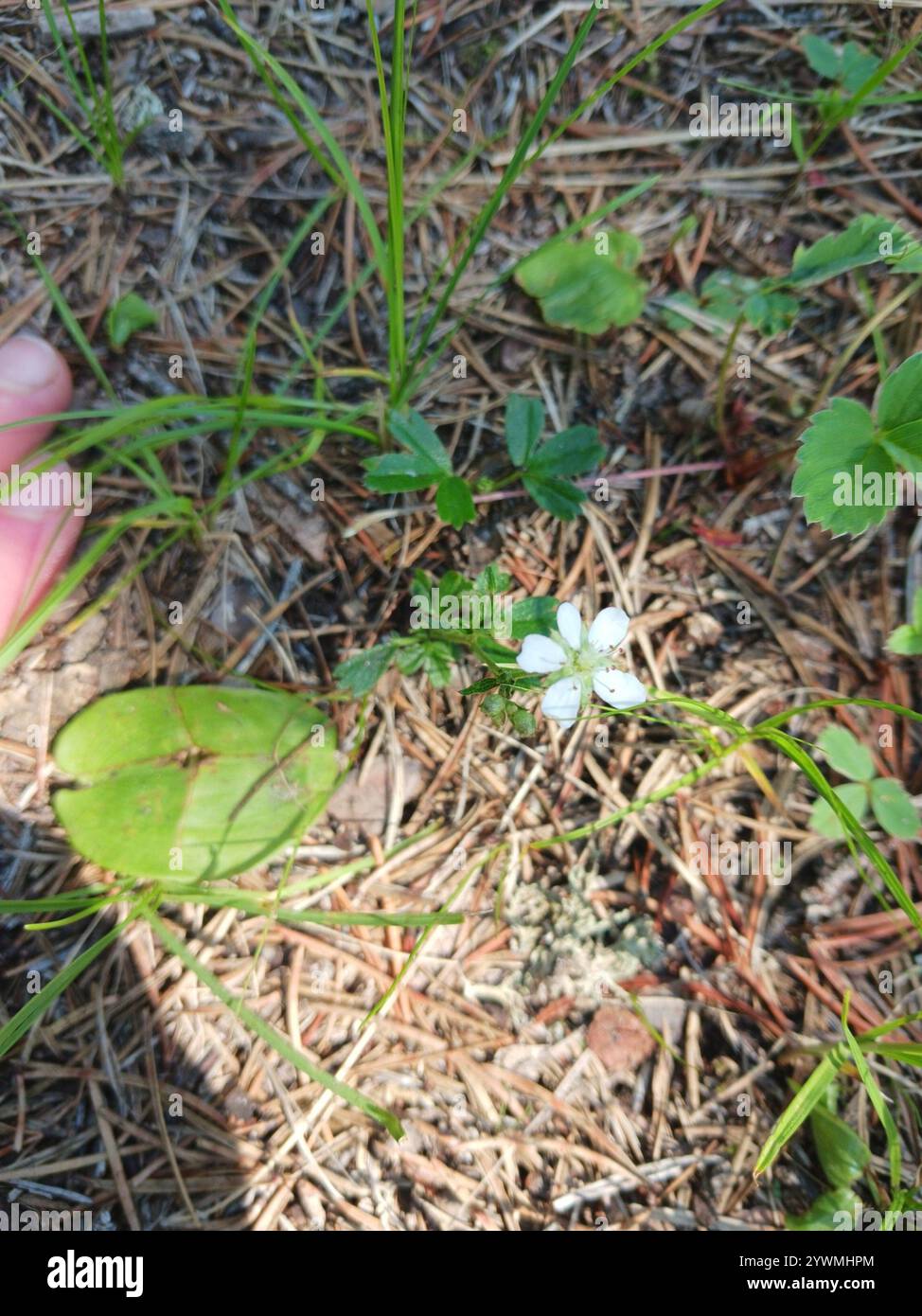 three-toothed cinquefoil (Sibbaldiopsis tridentata Stock Photo - Alamy
