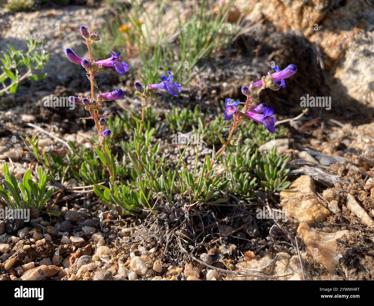 Low Beardtongue (Penstemon humilis Stock Photo - Alamy