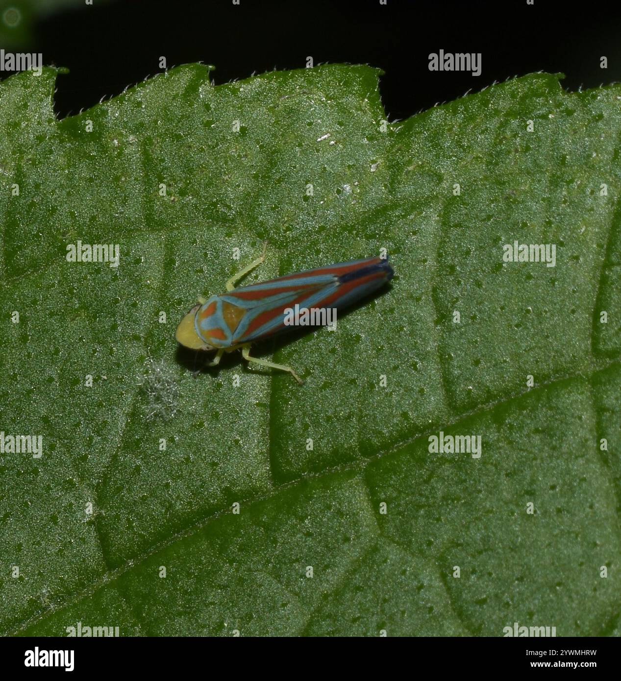 Red-banded Leafhopper (Graphocephala coccinea Stock Photo - Alamy