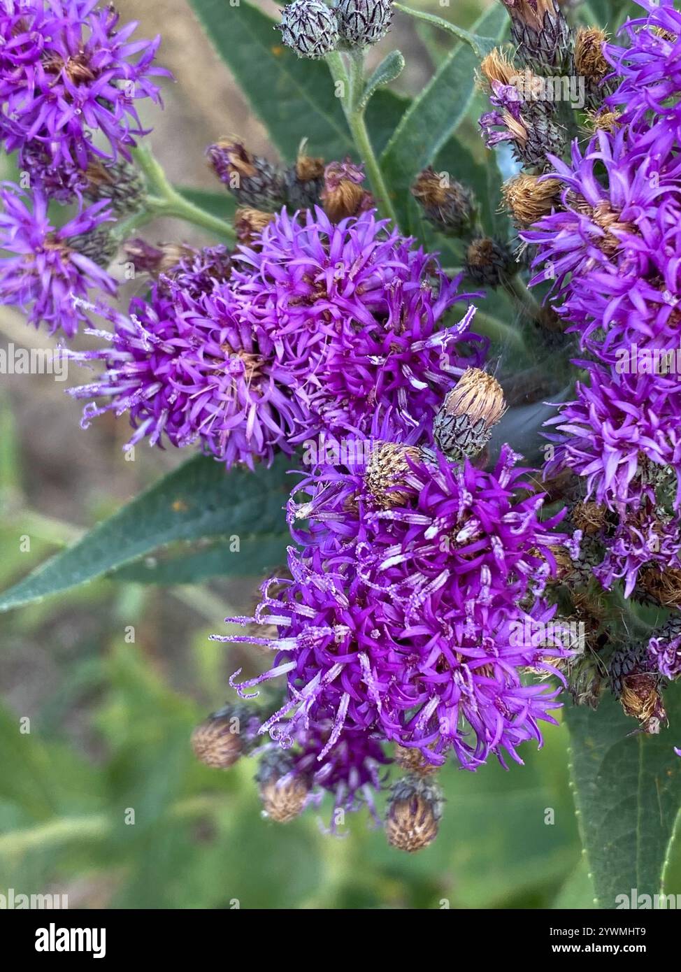Western Ironweed (Vernonia baldwinii Stock Photo - Alamy