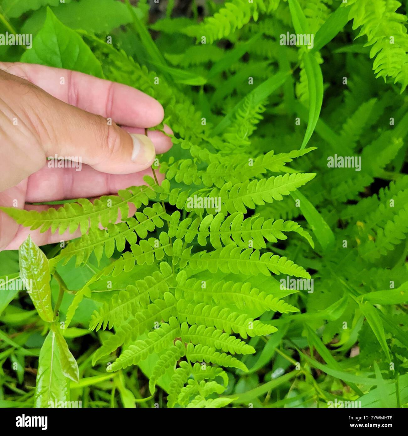 marsh fern (Thelypteris palustris Stock Photo - Alamy