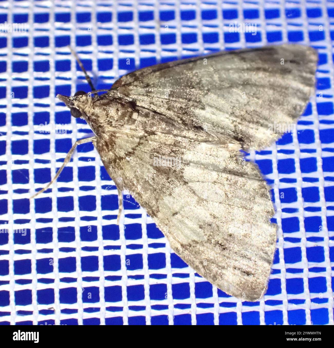 May Highflyer (Hydriomena impluviata Stock Photo - Alamy