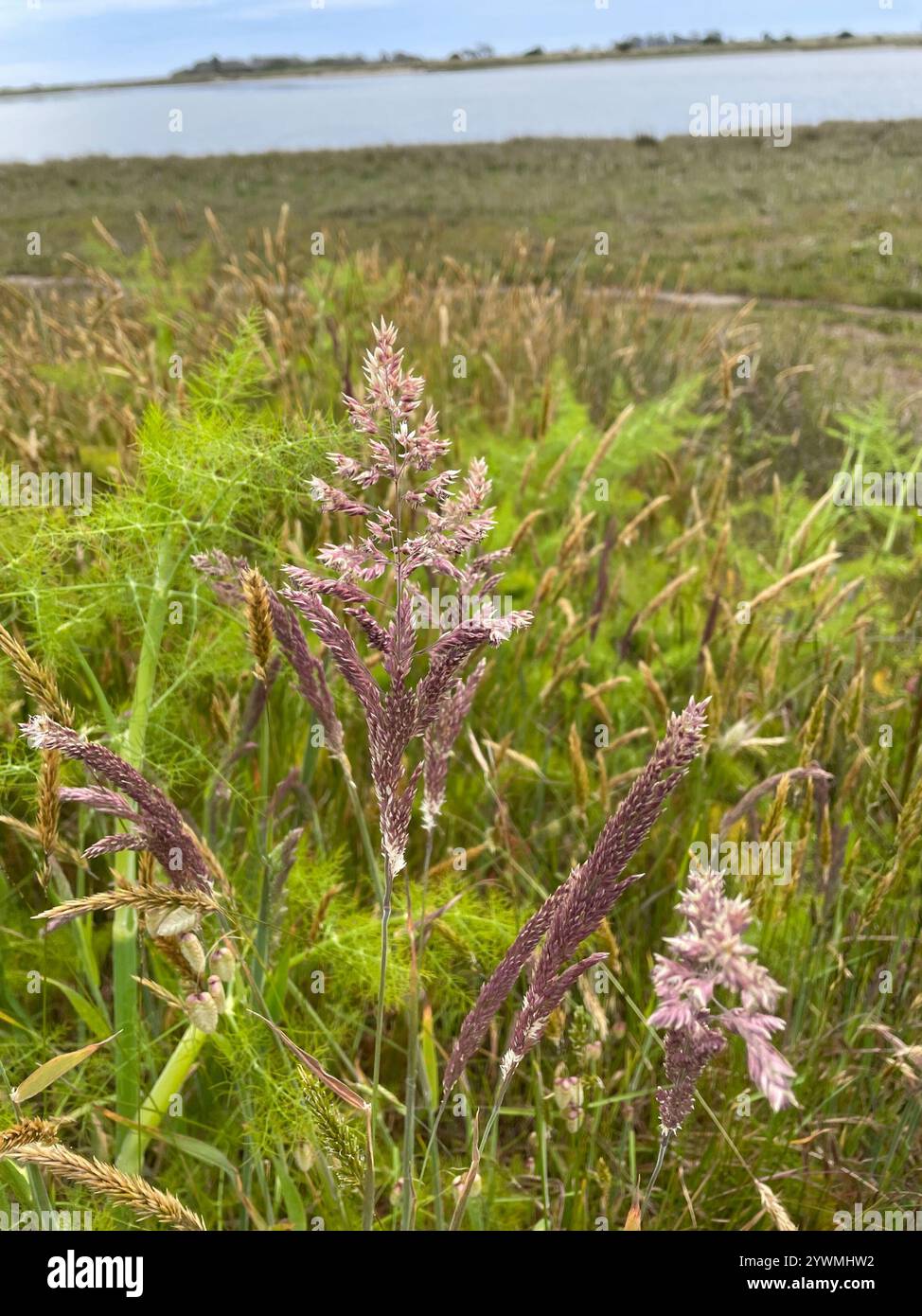 Yorkshire fog (Holcus lanatus Stock Photo - Alamy