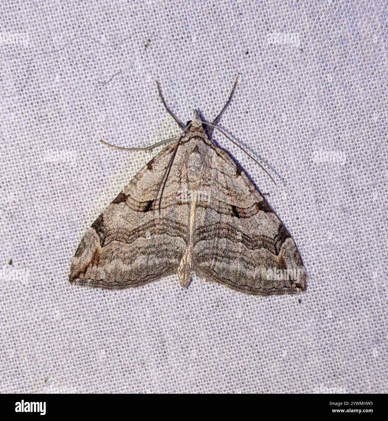 Treble Bar (Aplocera plagiata Stock Photo - Alamy