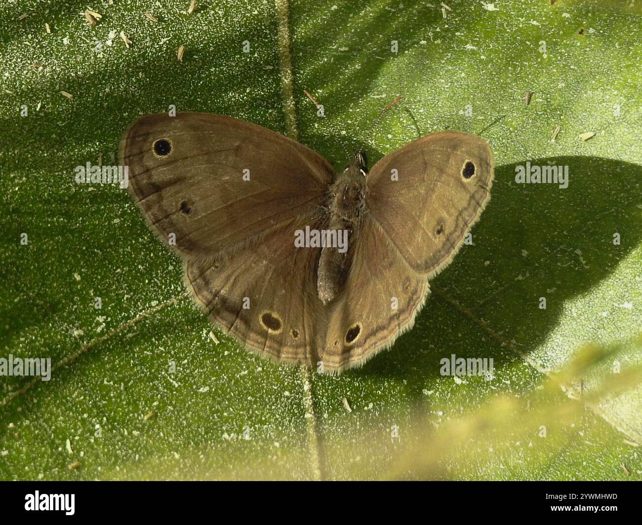 Little Wood Satyr (Megisto cymela Stock Photo - Alamy