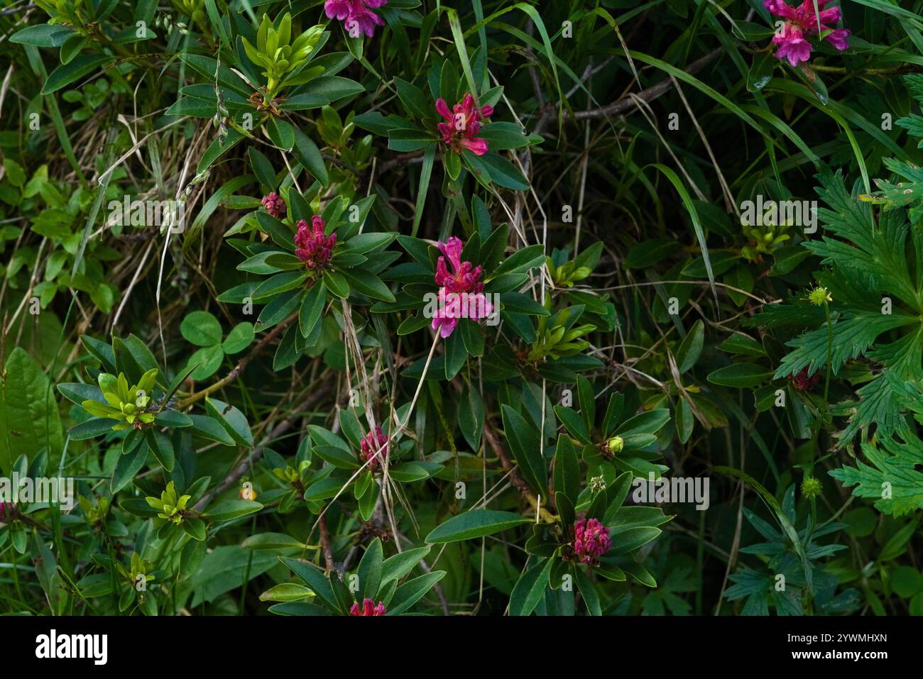 Rusty-leaved Alpenrose (Rhododendron ferrugineum Stock Photo - Alamy