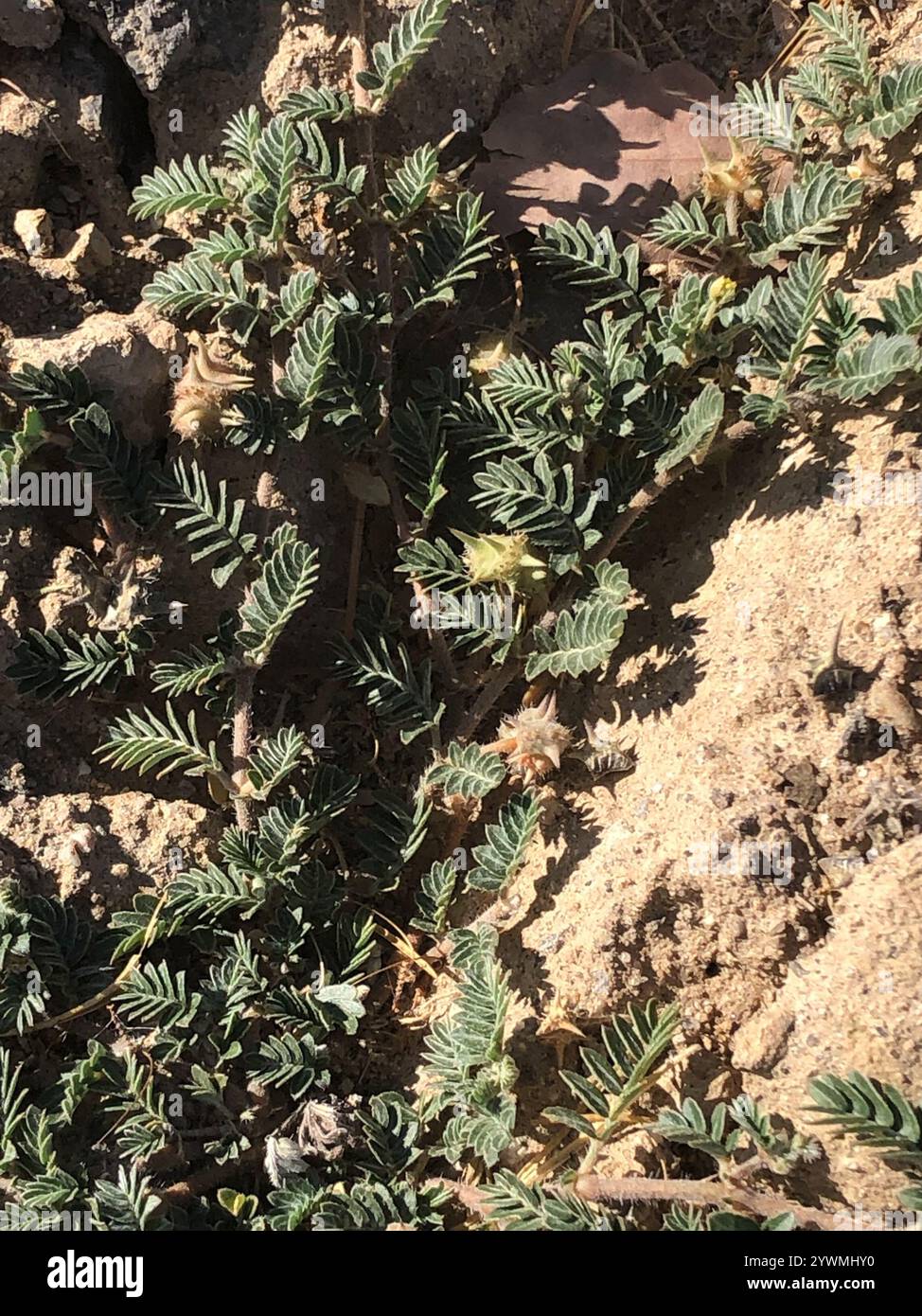 puncture vine (Tribulus terrestris Stock Photo - Alamy