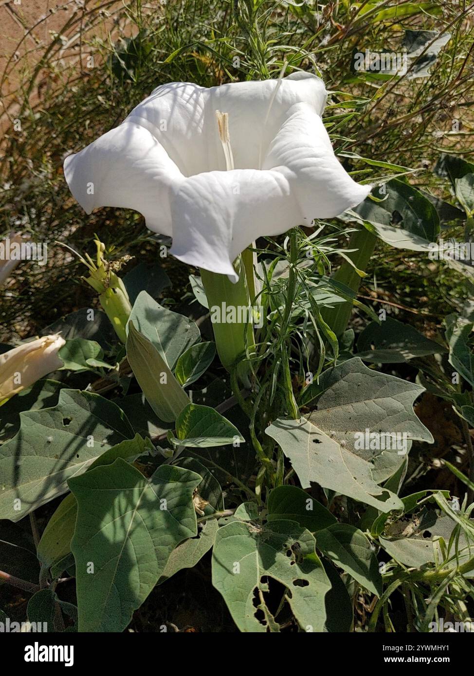 Sacred Datura (Datura wrightii Stock Photo - Alamy