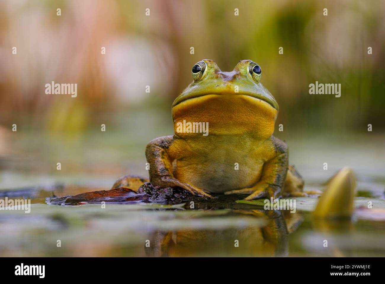 American bullfrog eating hi-res stock photography and images - Alamy
