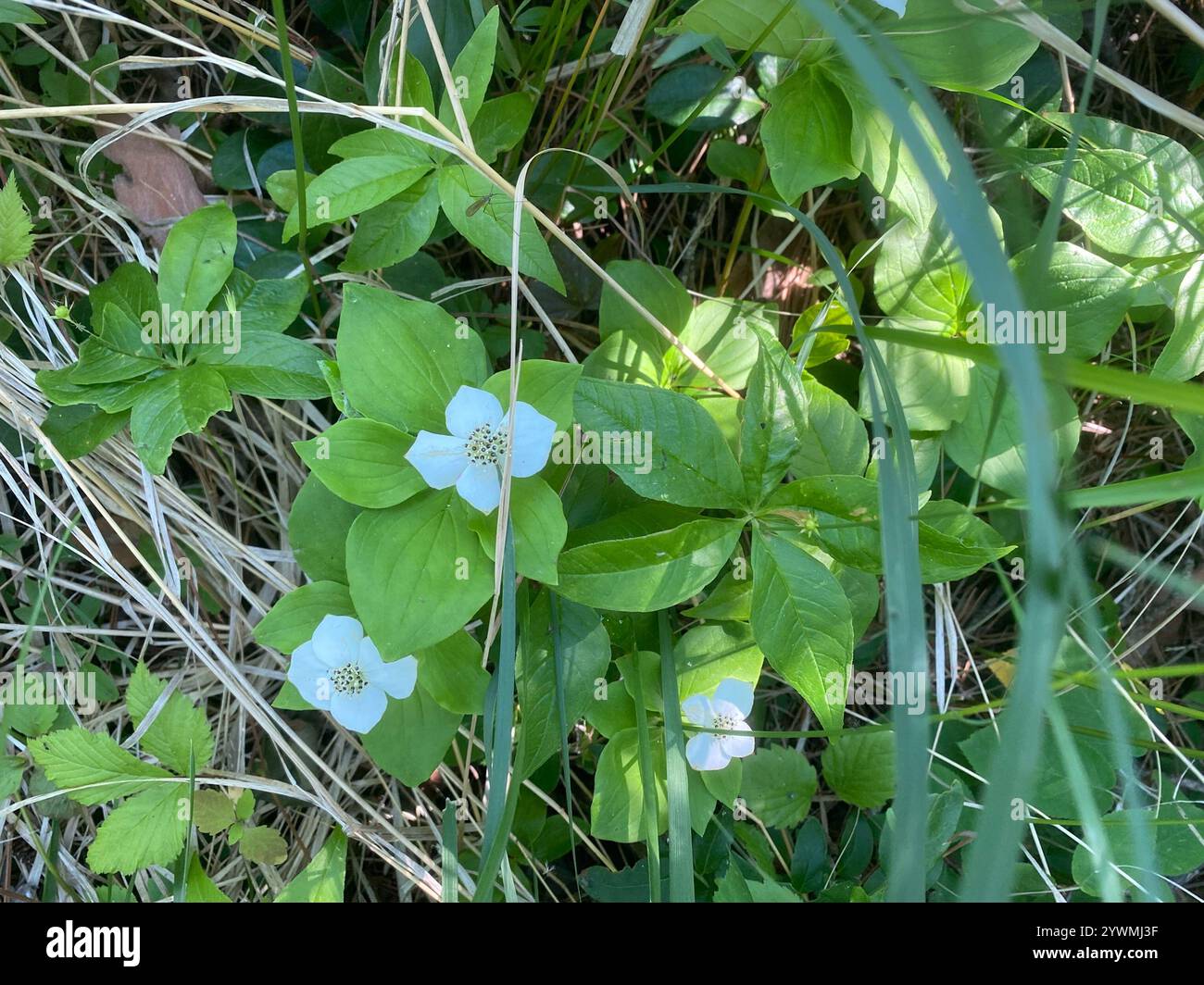 Canadian bunchberry (Cornus canadensis Stock Photo - Alamy