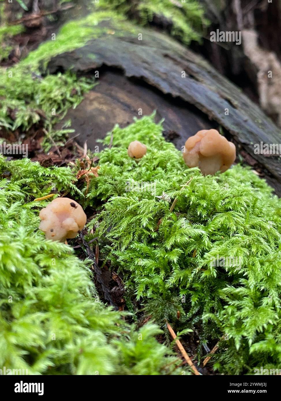 Saddle-shaped False Morel (Gyromitra infula Stock Photo - Alamy