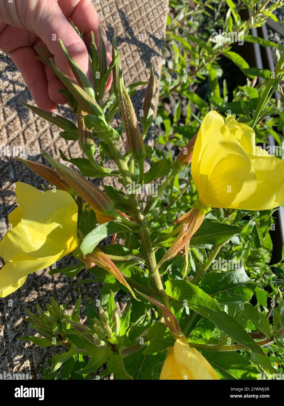 Large-flowered Evening-primrose (Oenothera glazioviana Stock Photo - Alamy
