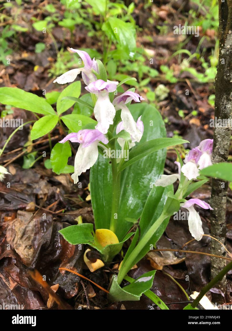 showy orchis (Galearis spectabilis Stock Photo - Alamy
