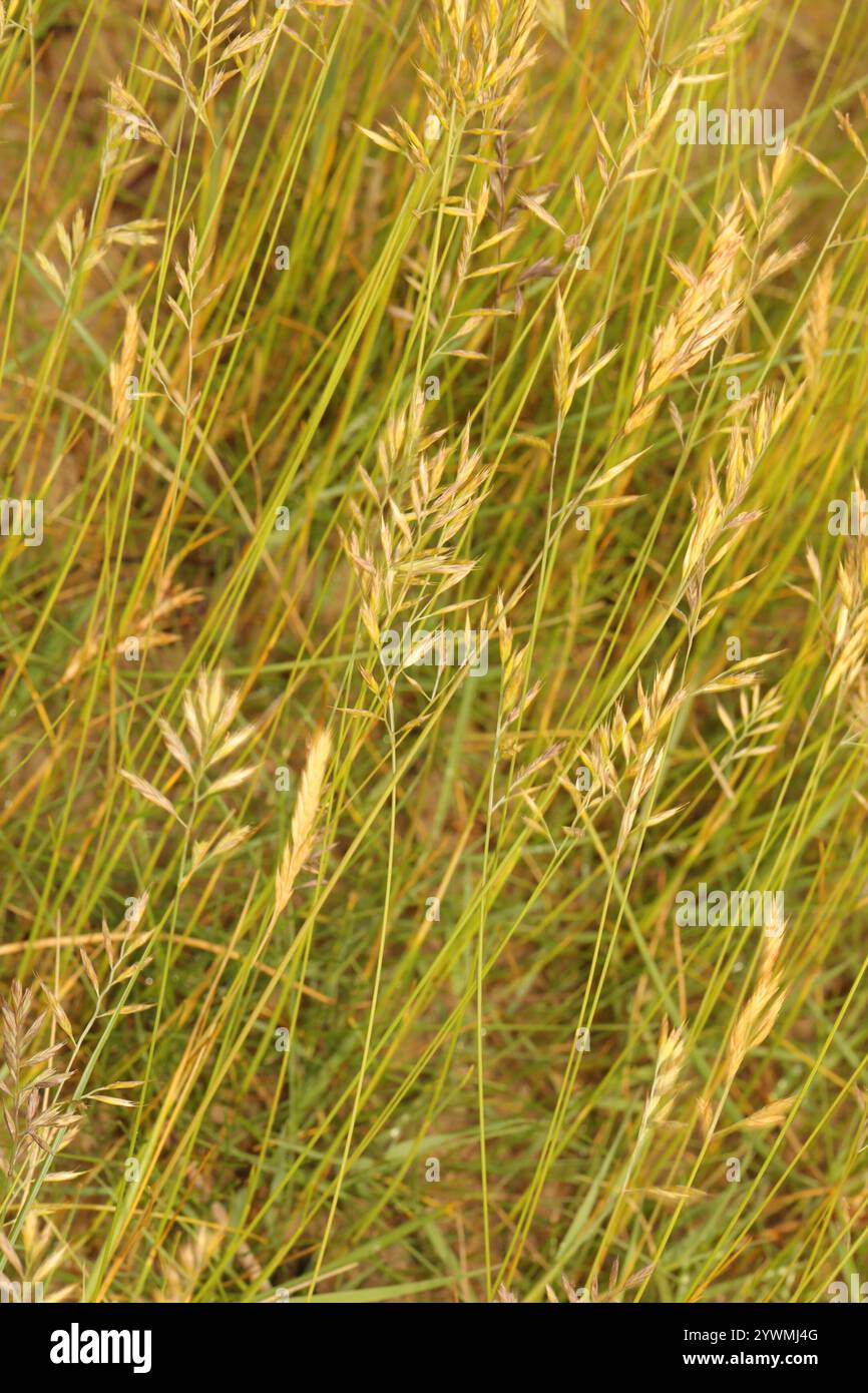 red fescue (Festuca rubra Stock Photo - Alamy