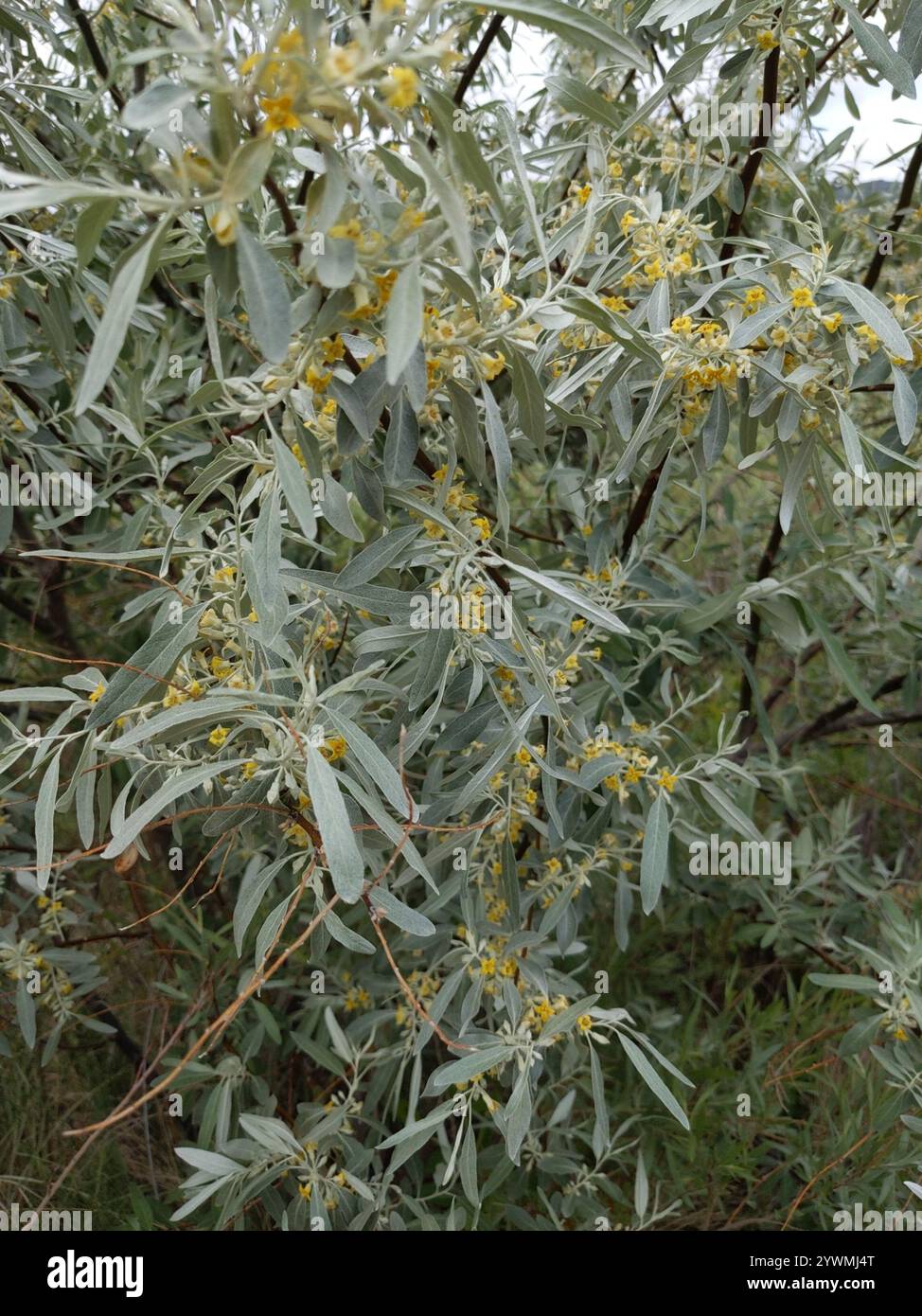 Russian olive (Elaeagnus angustifolia Stock Photo - Alamy