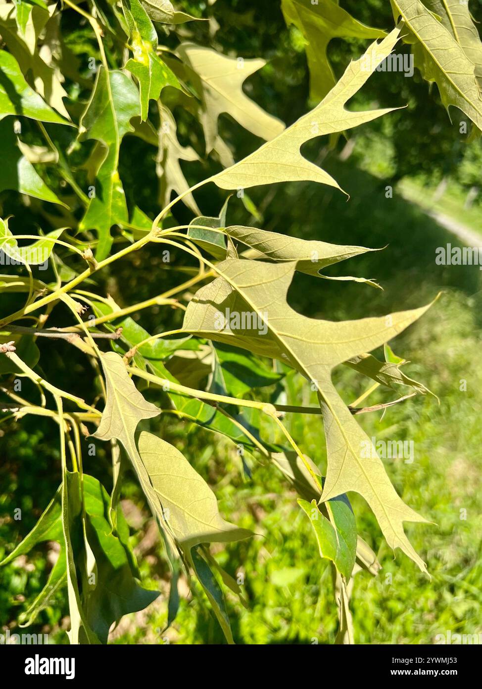 southern red oak (Quercus falcata Stock Photo - Alamy