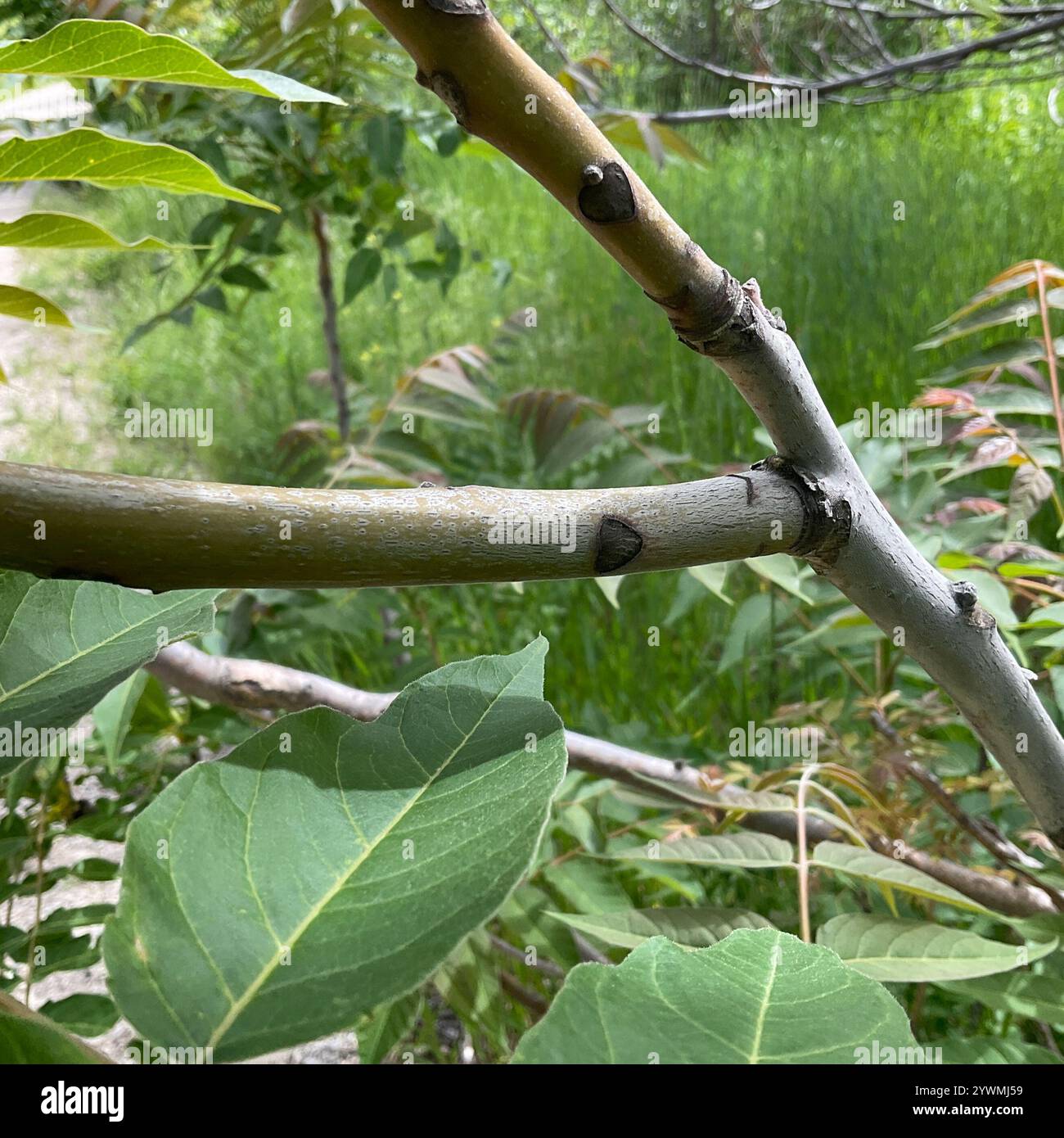 tree-of-heaven (Ailanthus altissima Stock Photo - Alamy