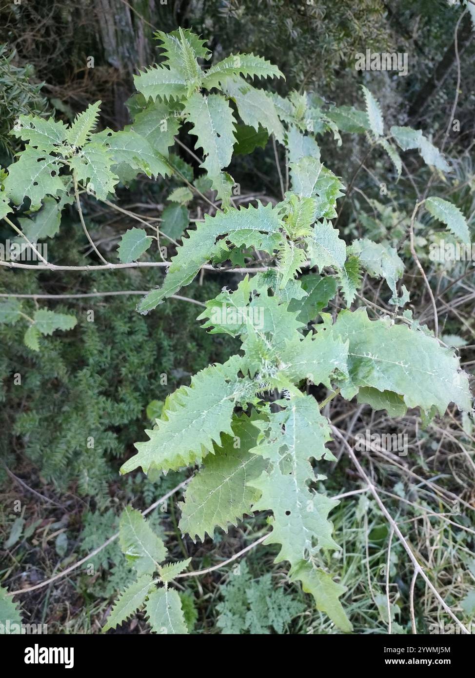 Tree Nettle (Urtica ferox Stock Photo - Alamy