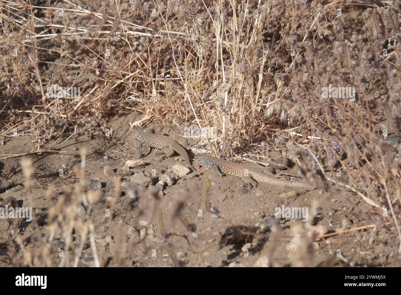 Western Whiptail (Aspidoscelis tigris Stock Photo - Alamy
