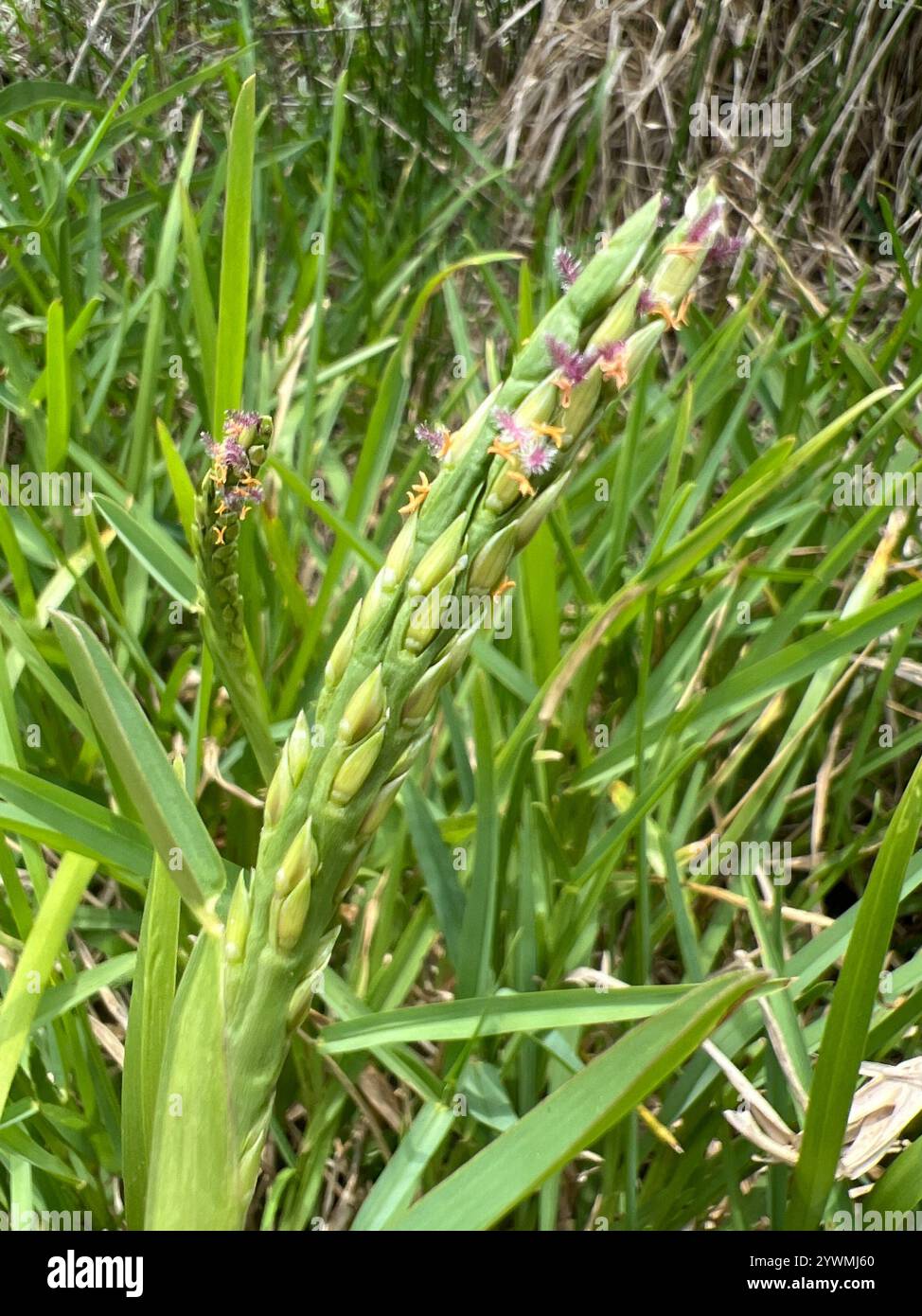 Stenotaphrum hi-res stock photography and images - Alamy