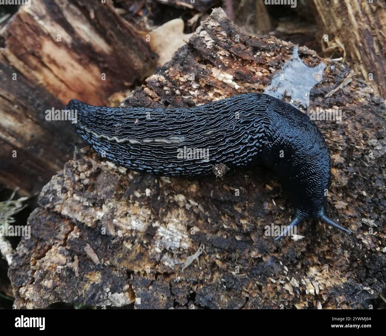 Ash black slug hi-res stock photography and images - Alamy