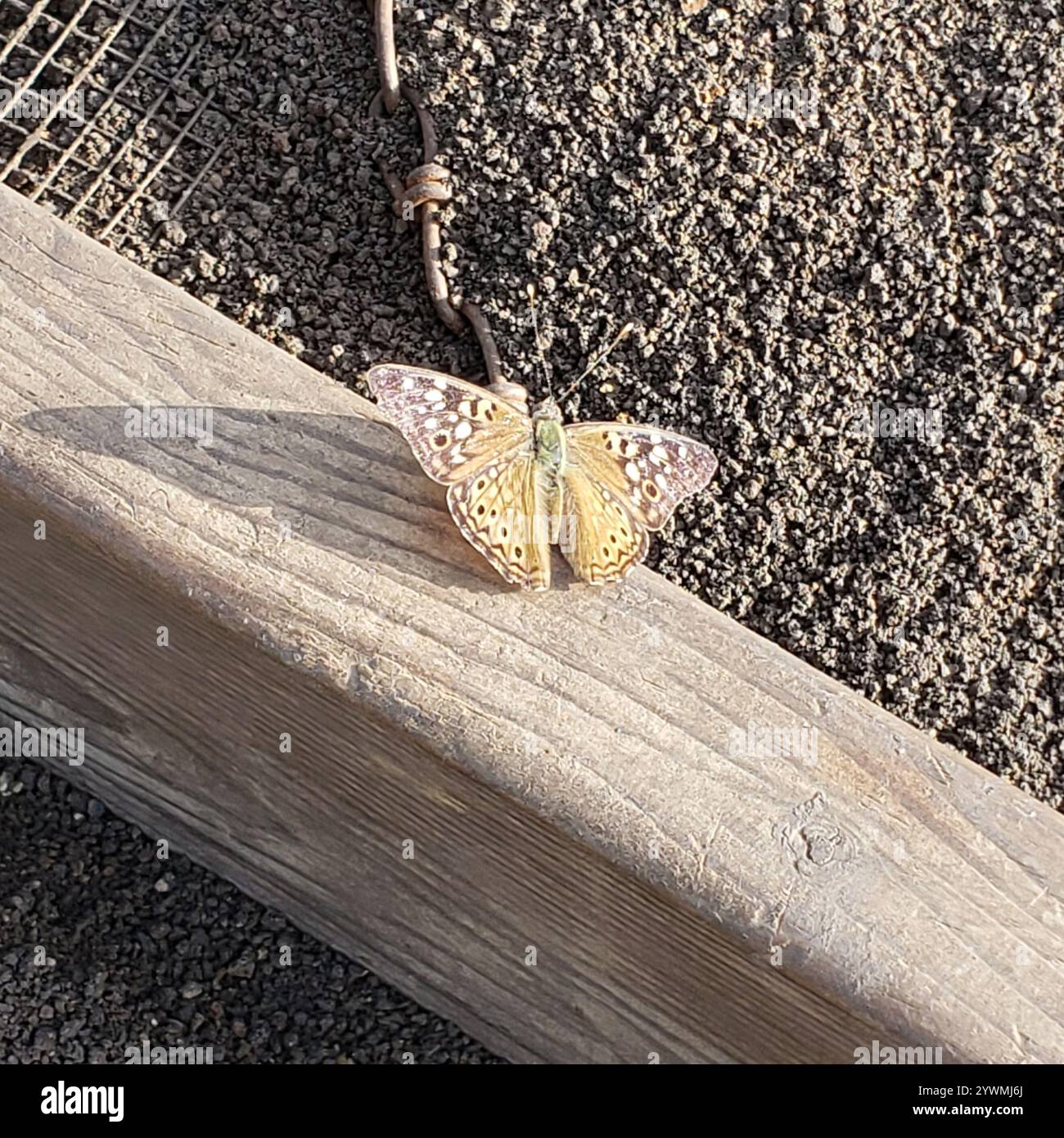 Hackberry Emperor (Asterocampa celtis Stock Photo - Alamy