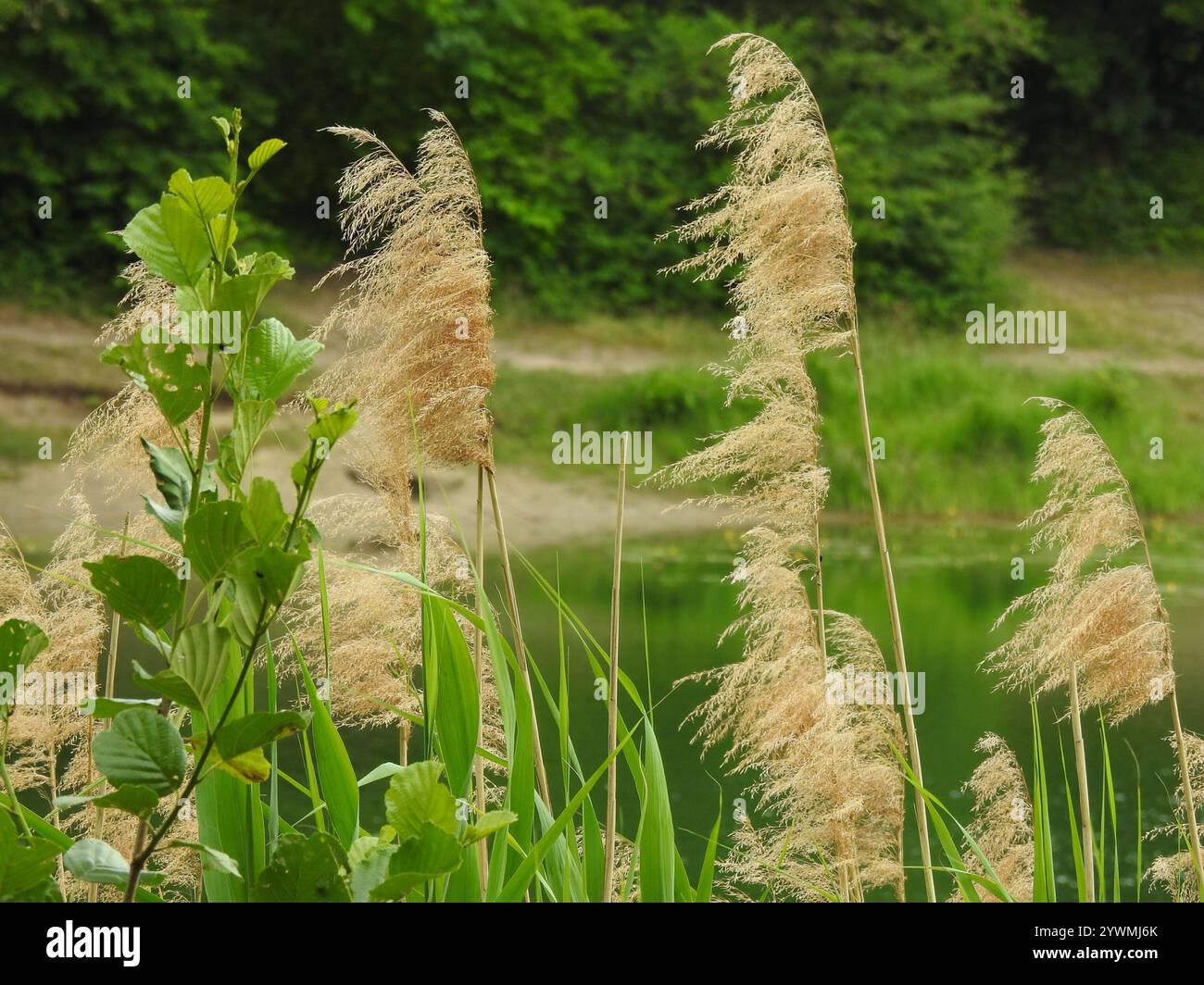 European reed (Phragmites australis australis Stock Photo - Alamy