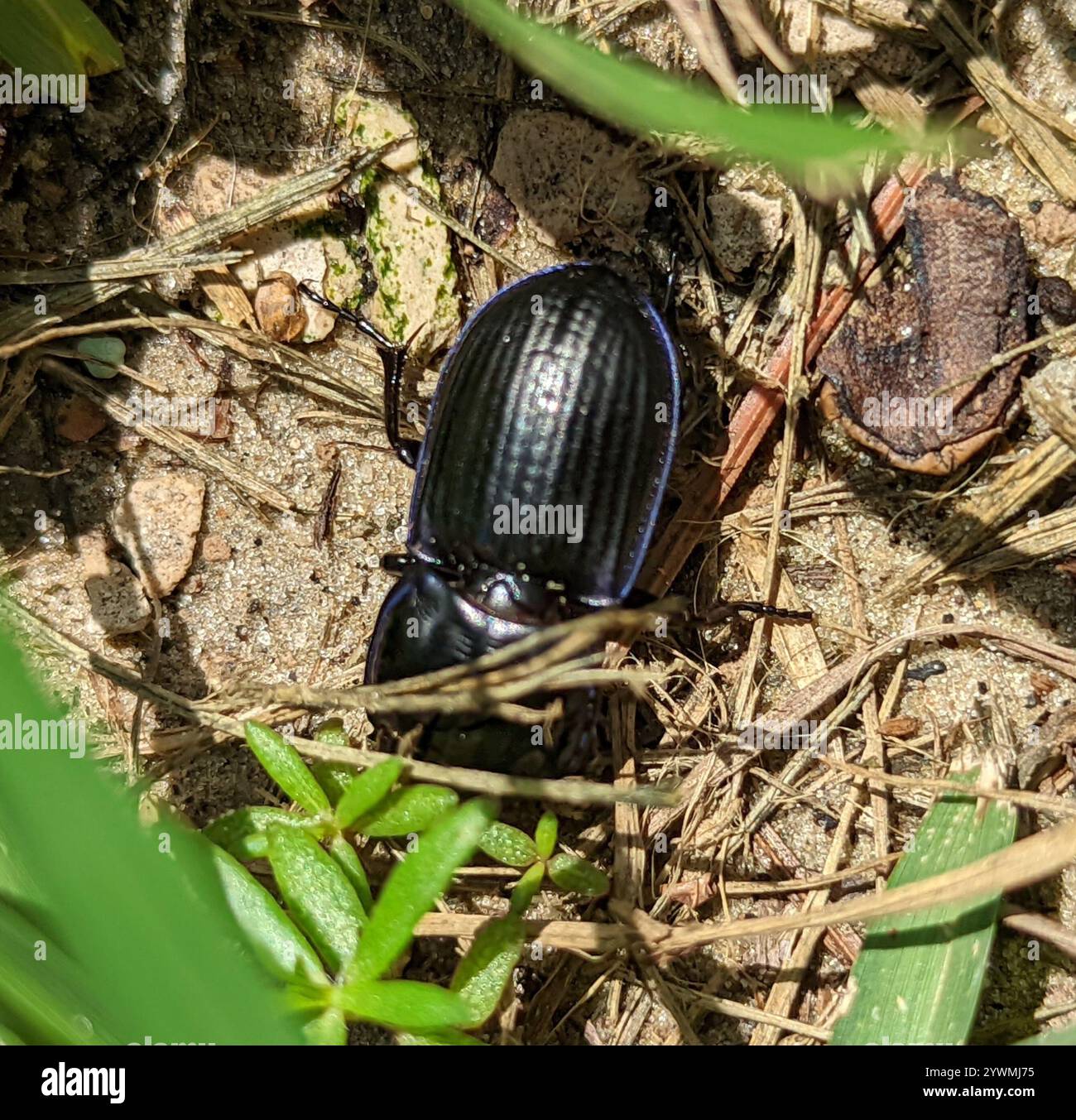 Warrior Beetles (Pasimachus Stock Photo - Alamy