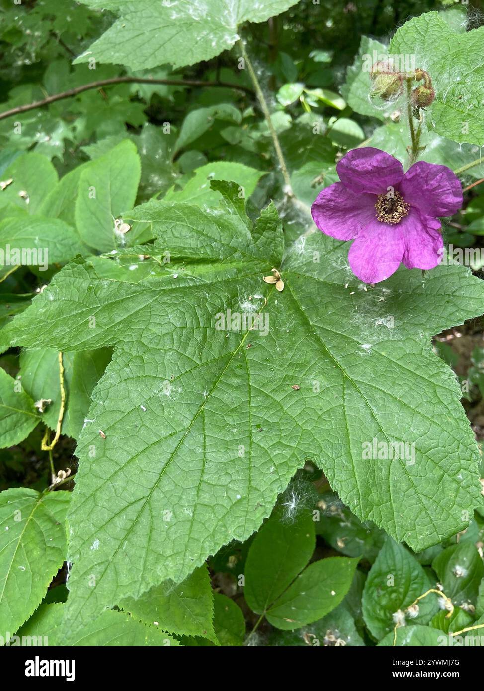 Purple flowered raspberry hi-res stock photography and images - Alamy