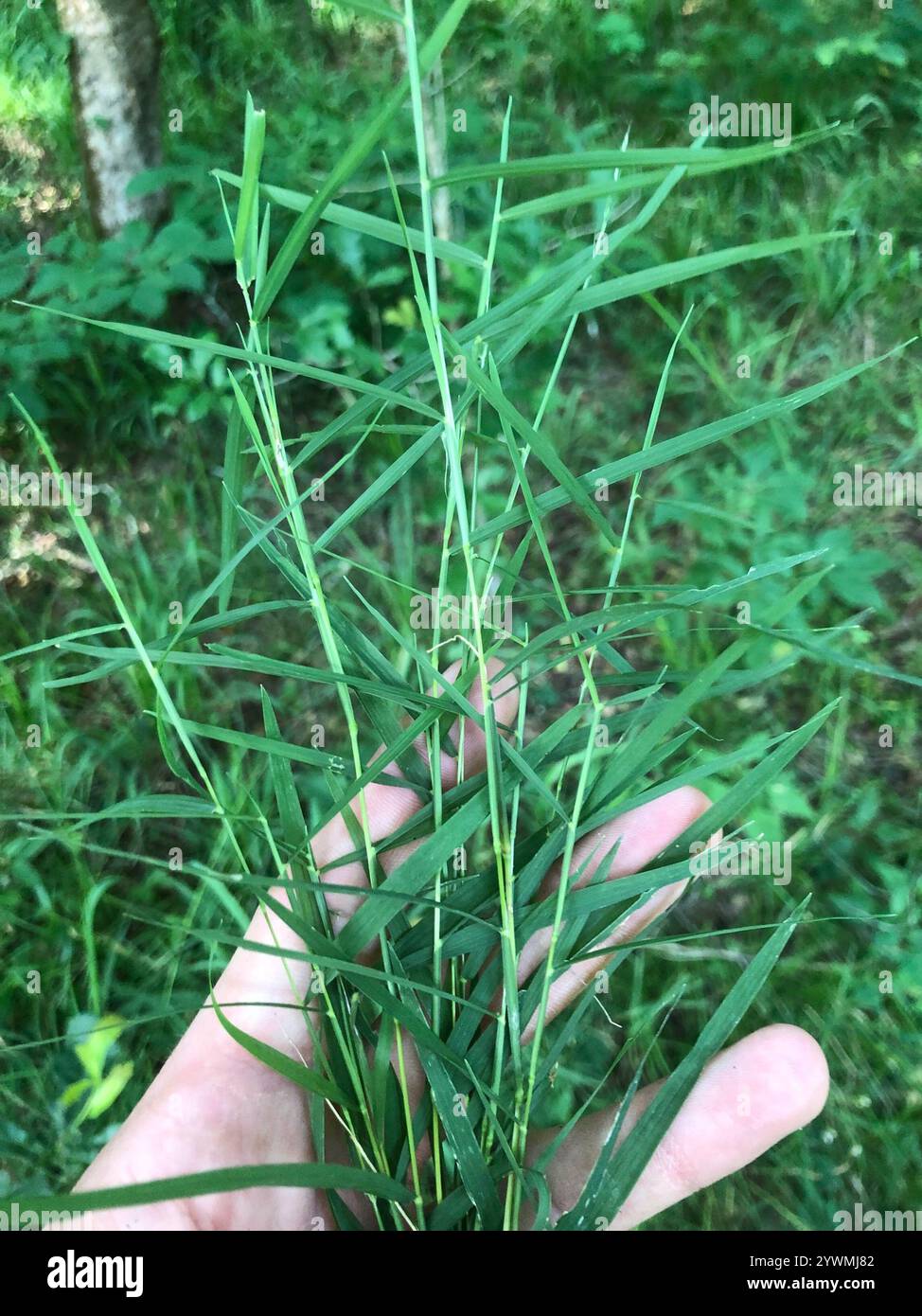 nimblewill (Muhlenbergia schreberi Stock Photo - Alamy