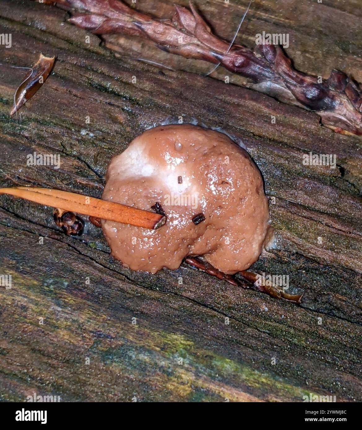 slime molds (Mycetozoa Stock Photo - Alamy