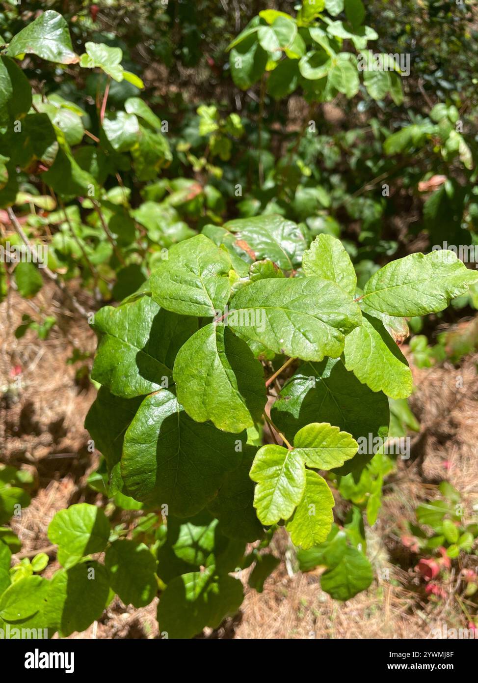 Pacific poison oak (Toxicodendron diversilobum Stock Photo - Alamy