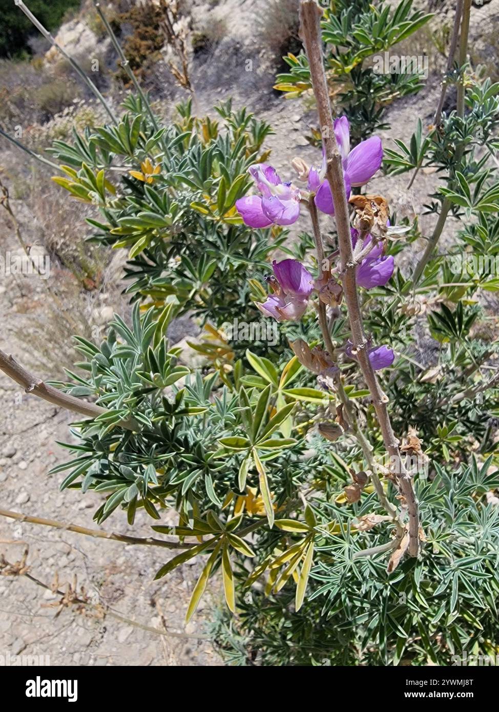 longleaf bush lupine (Lupinus longifolius Stock Photo - Alamy