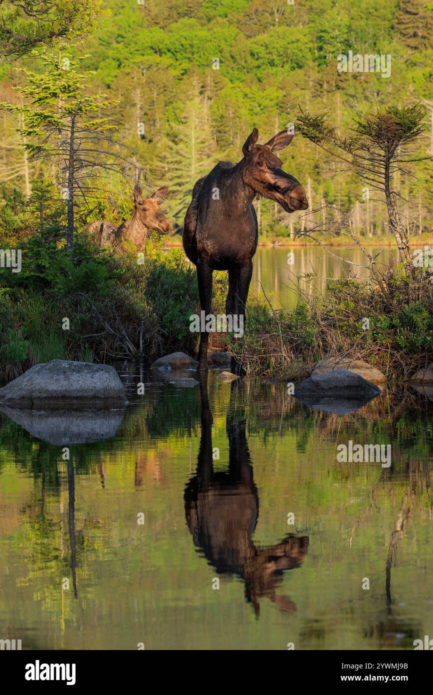 Thick neck cow hi-res stock photography and images - Alamy