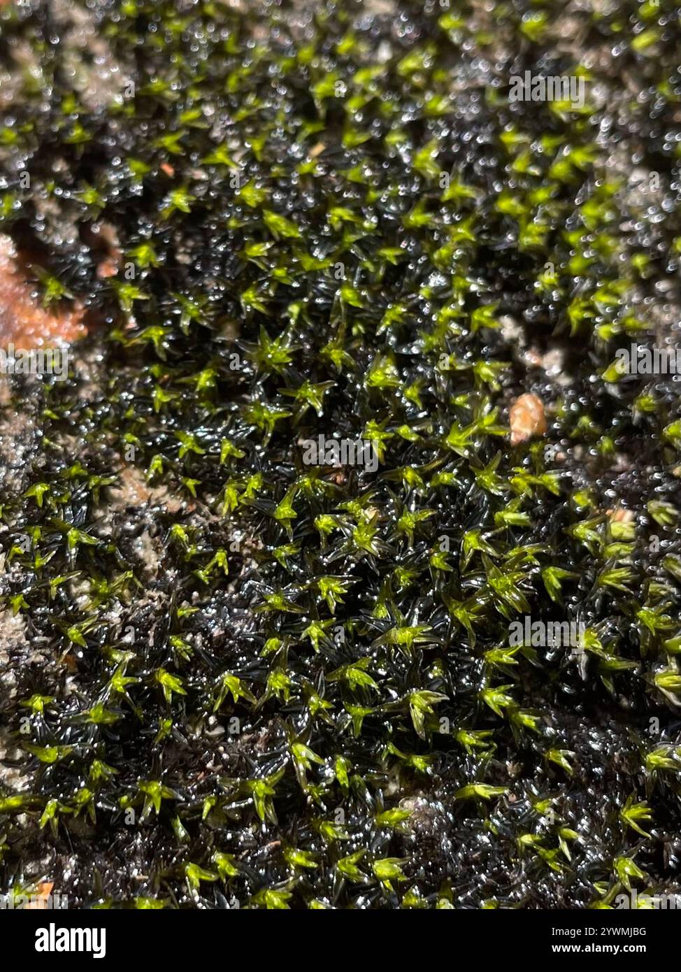Yellow Fringe-moss (Racomitrium aciculare Stock Photo - Alamy