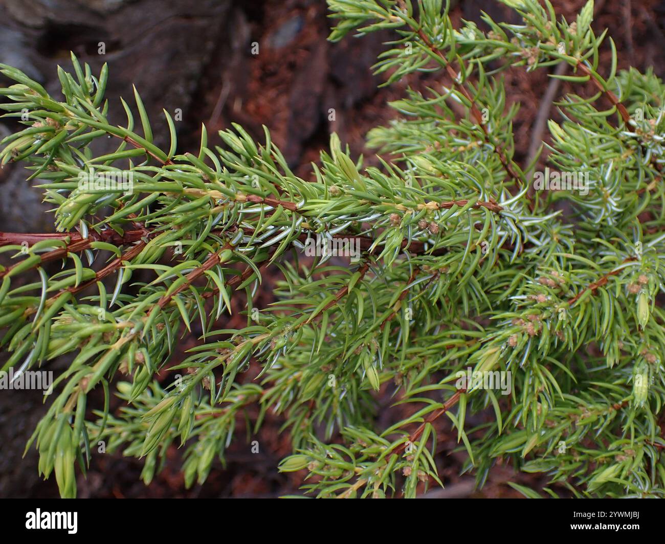 common juniper (Juniperus communis Stock Photo - Alamy