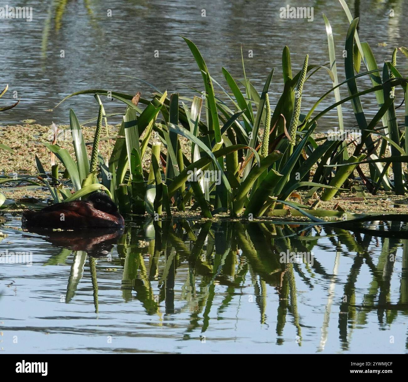 Water ribbons hi-res stock photography and images - Alamy