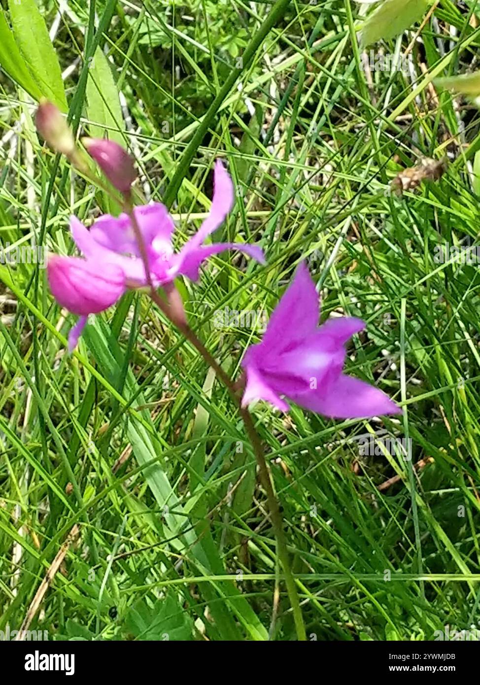 Tuberous Grasspink (Calopogon tuberosus Stock Photo - Alamy