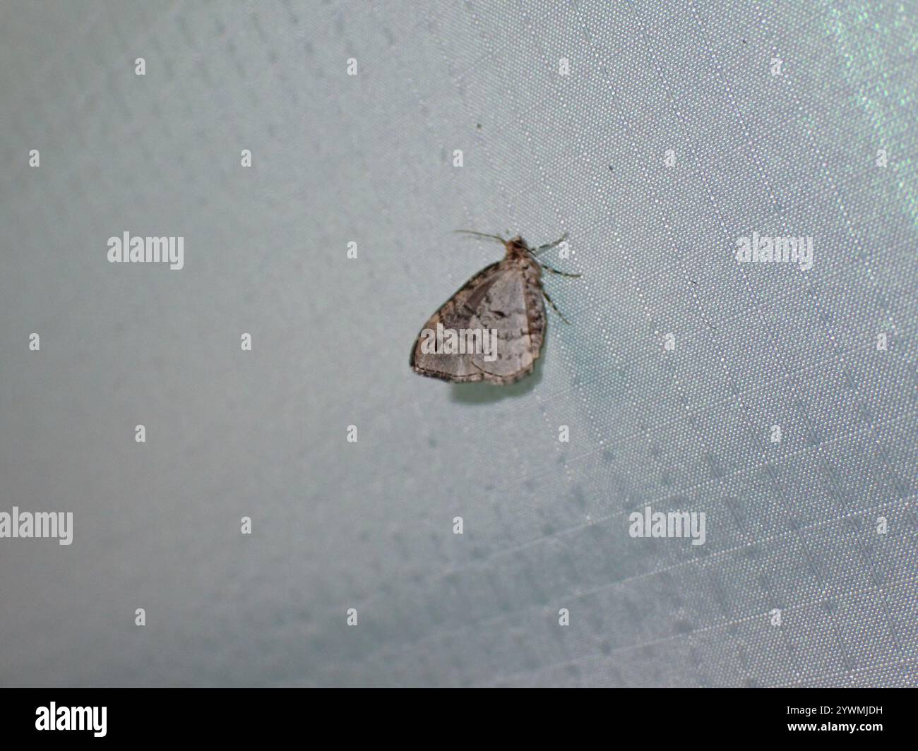 Carpet Moths (Larentiinae Stock Photo - Alamy