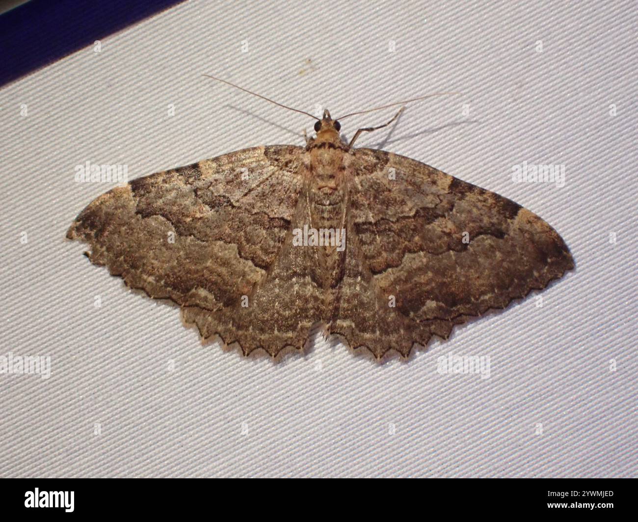 Carpet Moths (Larentiinae Stock Photo - Alamy