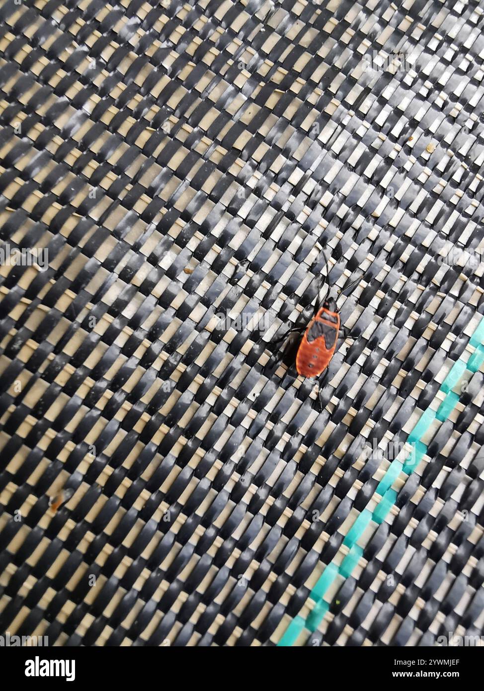 European Firebug (Pyrrhocoris apterus Stock Photo - Alamy