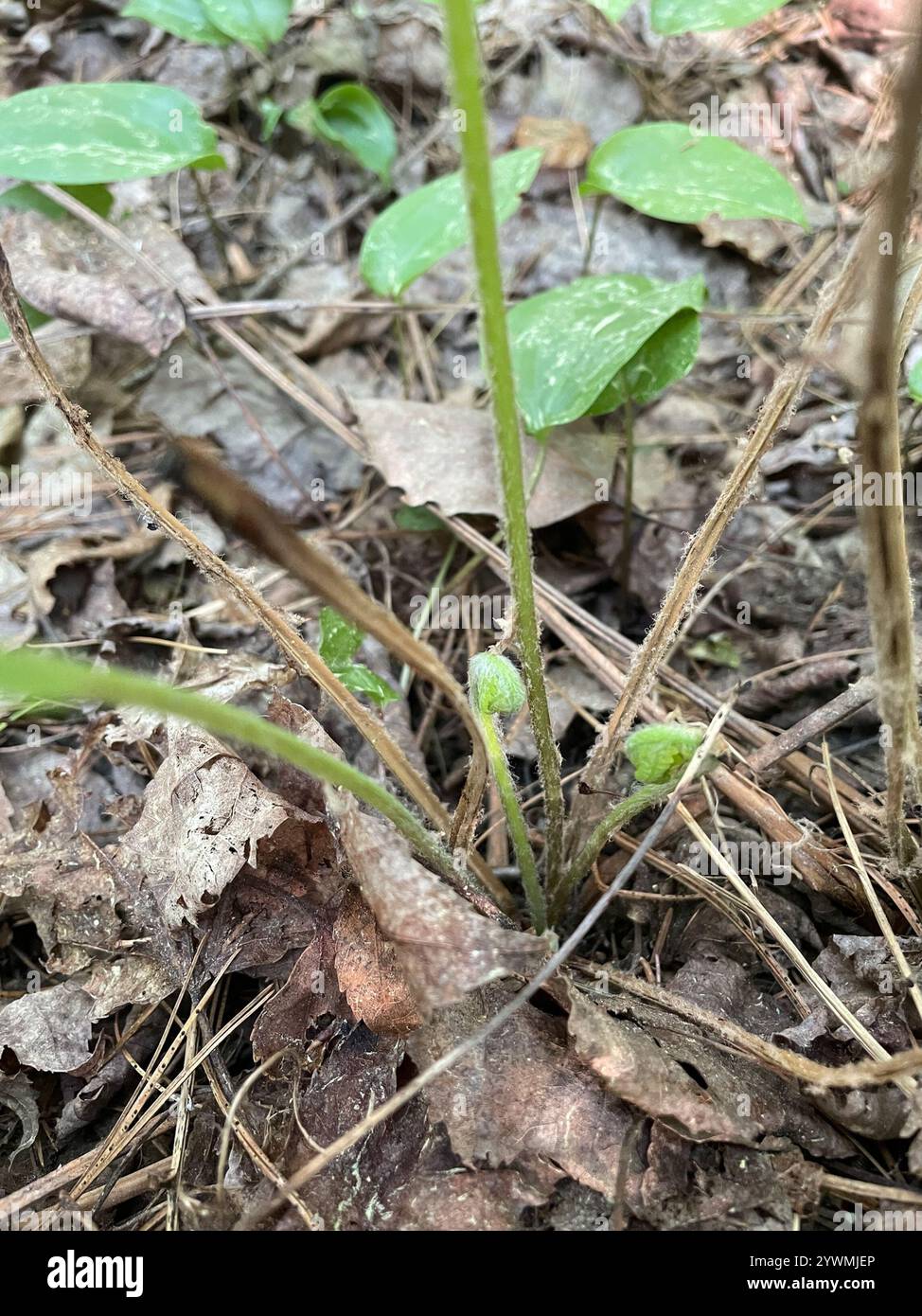 crested wood fern (Dryopteris cristata Stock Photo - Alamy