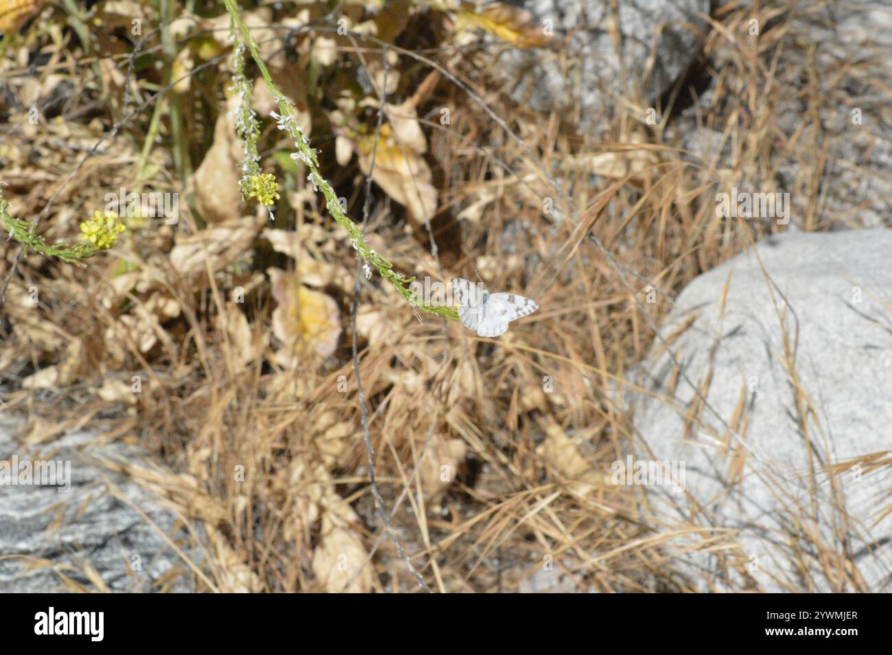 Checkered White (Pontia protodice Stock Photo - Alamy
